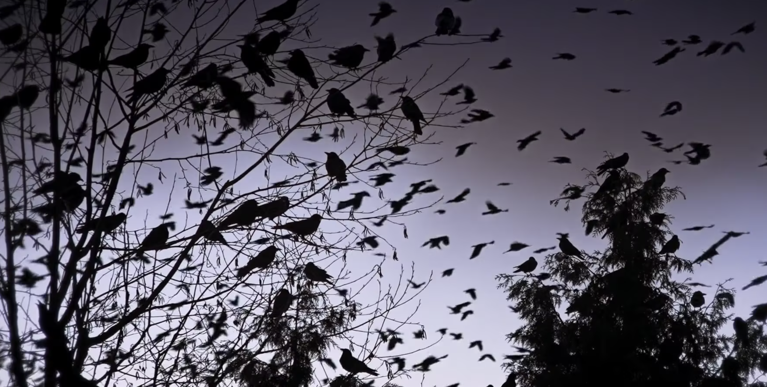 Crows – Mark O'Connell